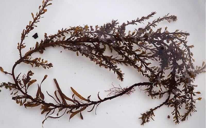 Sargassum-Multichum - Wild Irish Seaweed | Organic Irish Seaweed Products